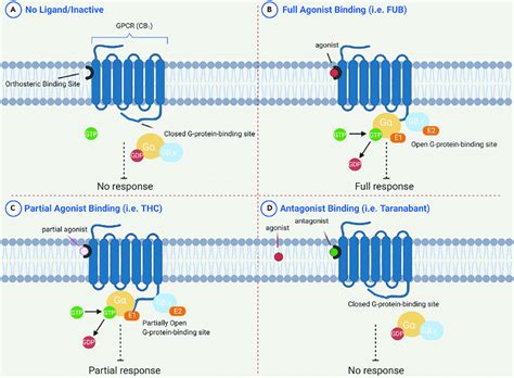 Schematic Representation Of Signal Transduction By Ligand Interactions