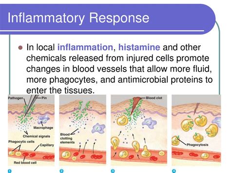 Ppt Immunity Powerpoint Presentation Free Download Id 388989