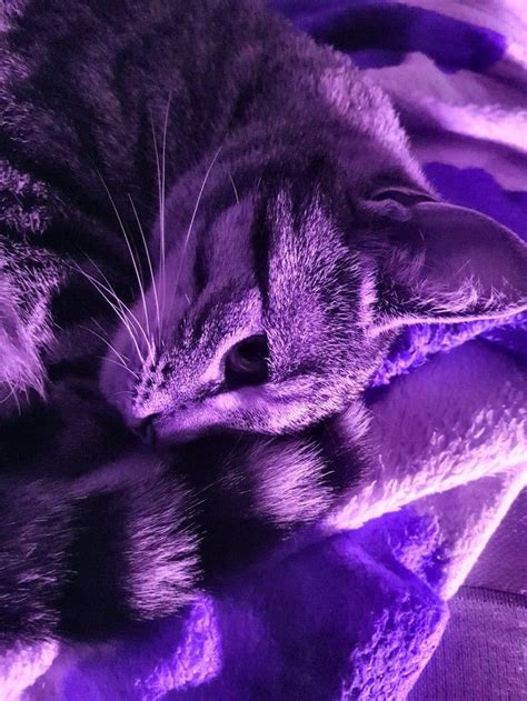 Pin By U On Colour Mood ~ Purple Cat Aesthetic Purple Aesthetic