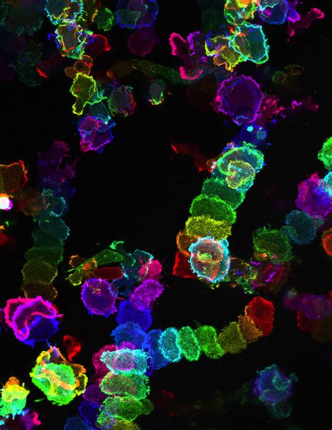 cellular footprints tracing how cells move biomedical beat blog