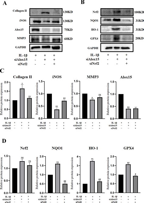 Inhibition Of Sat1 Alleviates Chondrocyte Inflammation And Ferroptosis