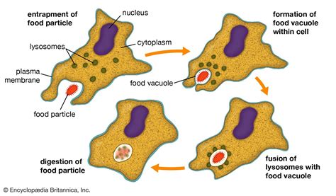 Phagocytosis Definition Process And Examples Britannica