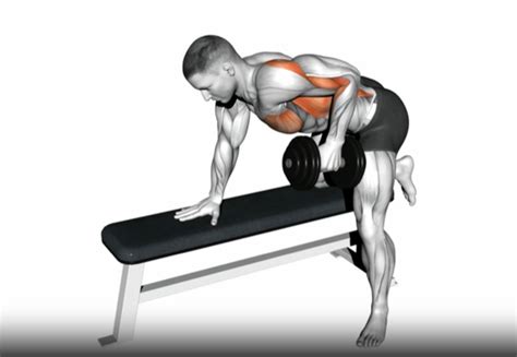 Latissimus Dorsi Exercises With Dumbbells