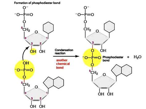 The Formation Of Phosphodiester Bonds Between Two Nucleotides Can Be