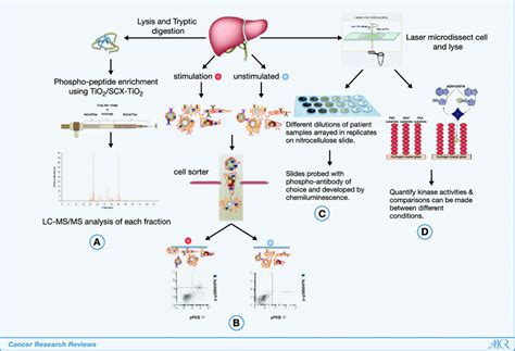 Kinome Profiling Of Clinical Tissue Samples A Strategy Used For The