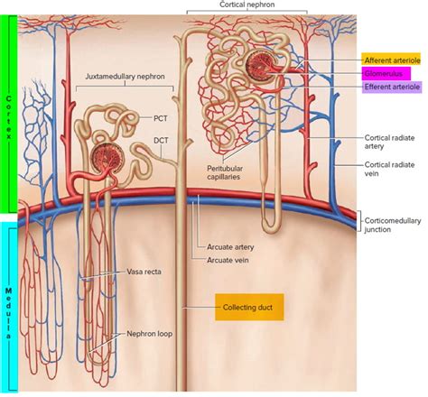 Glomerular Filtration Location Glomerular Filtration Rate Range And