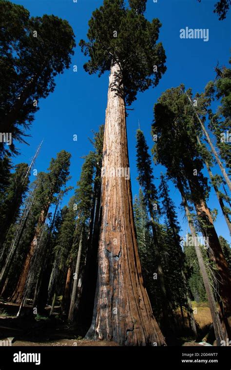Sequoiadendron Giganteum Giant Sequoia Description 43 Off