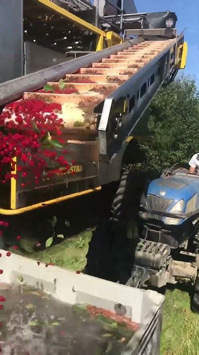 Cherry Harvesters By Littau Harvester Picking 300 000 Pounds Per Day