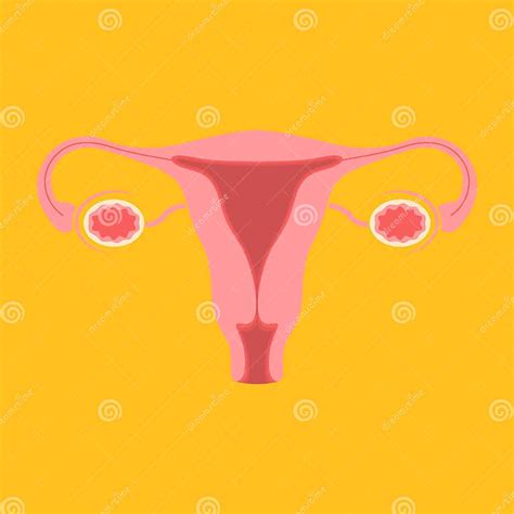 Female Reproductive System Illustration Uterus Vector Stock Vector