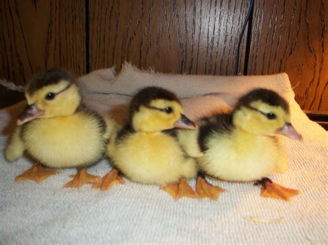 Sexing Musovy Ducklings Backyard Chickens Learn How To Raise Chickens