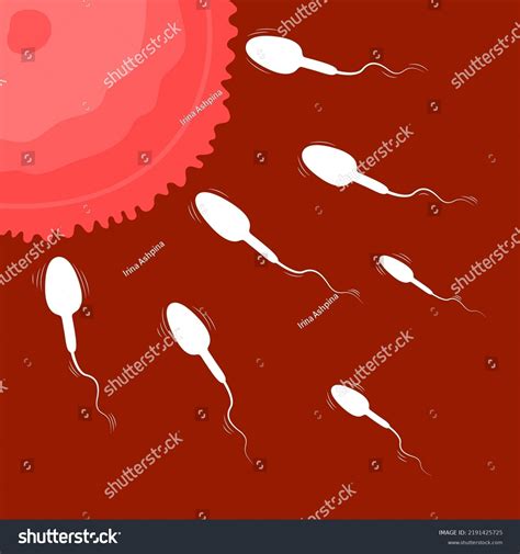 Sperm Egg Cell Fertilization Vector Stock Vector Royalty Free