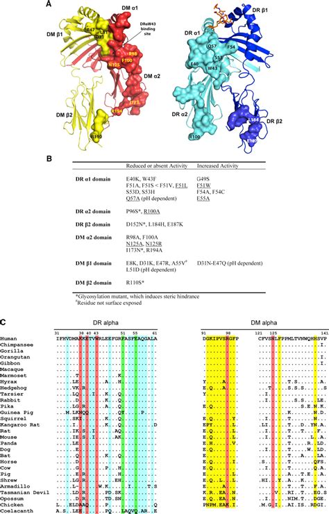 Figure 2 From Crystal Structure Of The Hla Dm Hla Dr1 Complex Defines