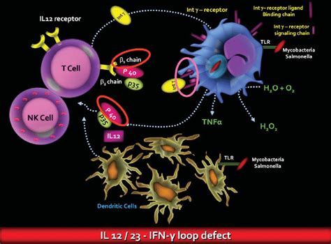 Il12 23 Interferon γ Loop Is Important For Control Of Intracellular