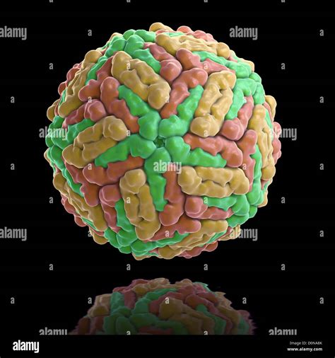 Structure Dengue Virus Denv Pdb 1k4r Cause Dengue Fever It Is
