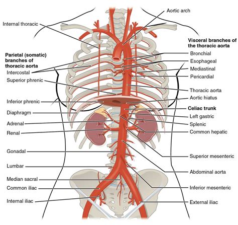Circulatory Pathways Anatomy And Physiology Ii