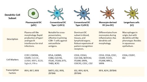 A Guide To Dendritic Cell Markers Biocompare The Buyers Guide For