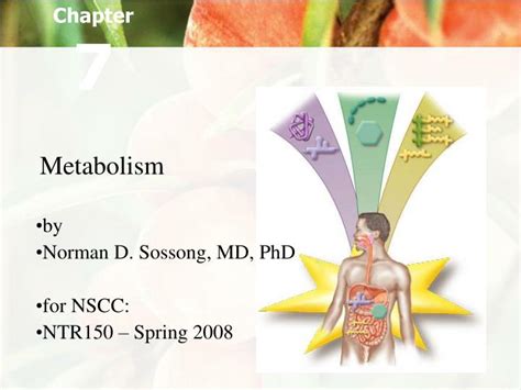 Ppt Metabolism Powerpoint Presentation Free Download Id 1761029