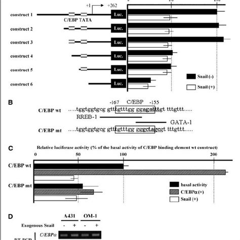Suppression Of C Ebp A Dependent D Np63 Promoter Activity By Snail A