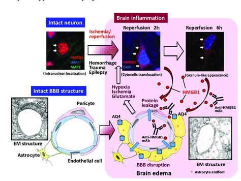 Hmgb1 Translocation And Release After Insults And Its Involvement In