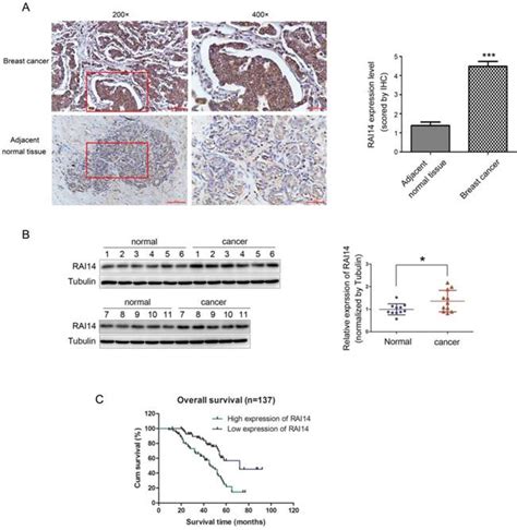Downregulation Of Rai14 Inhibits The Proliferation And Invasion Of