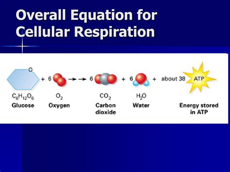 Ppt Cellular Respiration Powerpoint Presentation Free Download Id