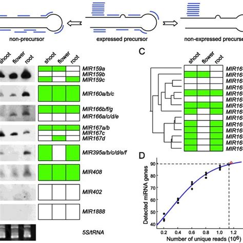 Simplified Model Of Mirna Biogenesis In Plants Mir Genes Are Initially