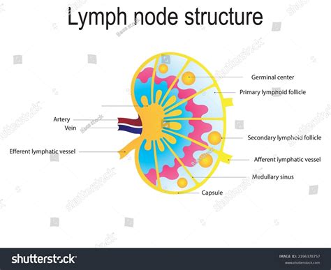 Lymph Node Structure Schematic Anatomic Royalty Free Stock Vector