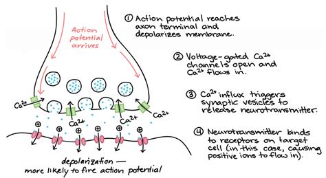 Neurons Organismal Biology