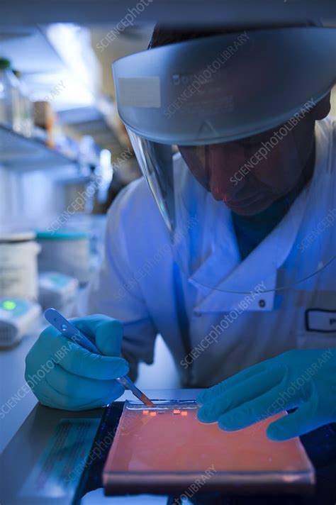 dna analysis stock image c015 0110 science photo library