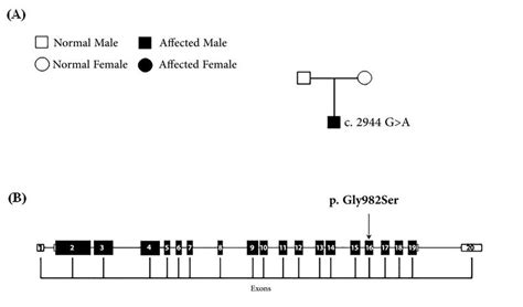 A Pedigree And Segregation Of Autosomal Recessive Inheritance Gucy2d
