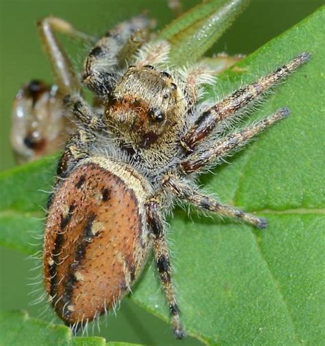 Jumping Spider Phidippus Clarus Bugguide Net