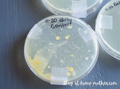 Diy Natural Disinfectant Spray With Essential Oils Slay At Home Mother