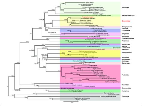 phylogenetic trees were constructed using bi and ml methods based on