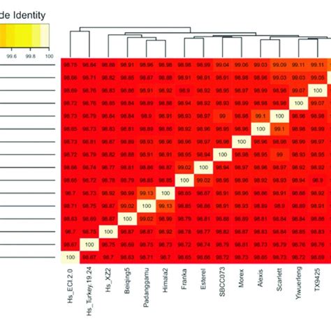 Average Nucleotide Identity Matrix And Ordered Heat Map Of 10 922