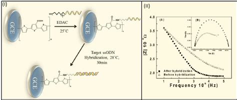 Schematic Representation Of The Immobilization Of Probe Dna And The