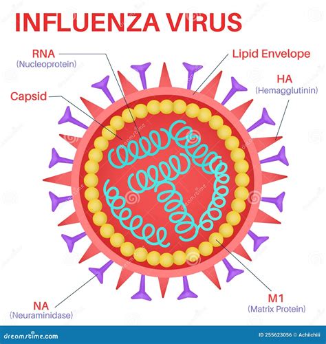 Estructura Del Virus De La Gripe Ilustración Del Vector Ilustración