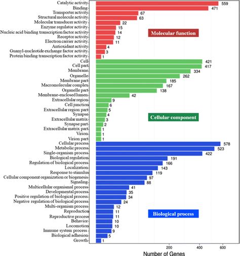 Go Functional Classification Of Differentially Expressed Mirnas Target