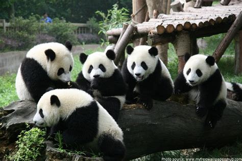 panda facts 20 interesting facts about giant pandas