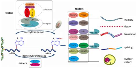 Schematic Process And Functions Of M6a Modification M6a Methylation Is