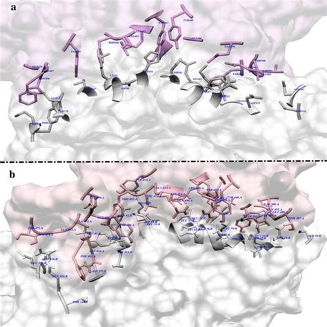 The Interaction Orientation Of Ace2 Wild Type And Mutant Rbds Of The