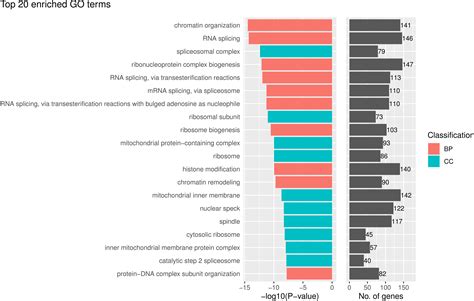 Frontiers Deep Learning Based Morphological Feature Analysis And The