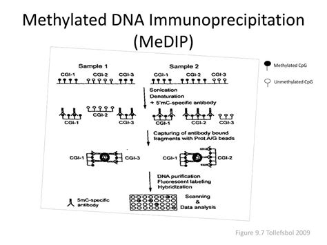 Ppt Genome Wide Dna Methylation Assays Powerpoint Presentation Free
