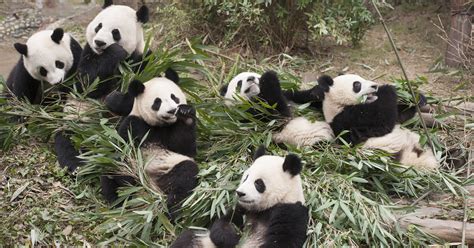 pandas get ready for adorable overload in new imax documentary