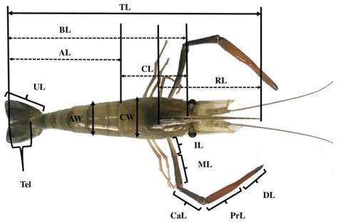 Macrobrachium Rosenbergii Morphology