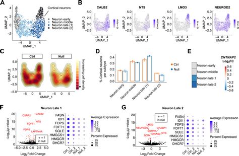 Loss Of Cntnap2 Alters Human Cortical Excitatory Neuron Differentiation