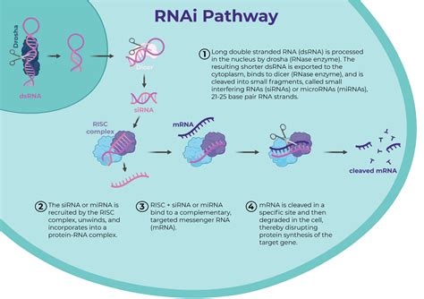 Scienceslides Rna Interference Pathway Ppt