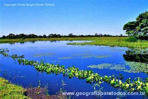 Fauna E Flora Do Pantanal Brasil Em 2019 Pantanal Brasileiro Bioma