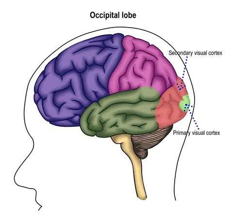 occipital lobe definition functions and location