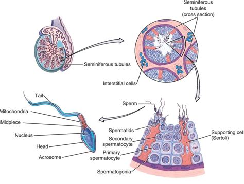 Seminal Fluid Analysis Basicmedical Key