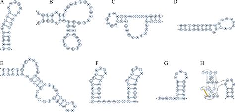 Current Approaches For Rna Labelling To Identify Rna Binding Proteins